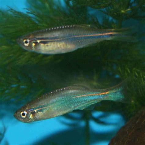 Blue Danio Danio Kerri