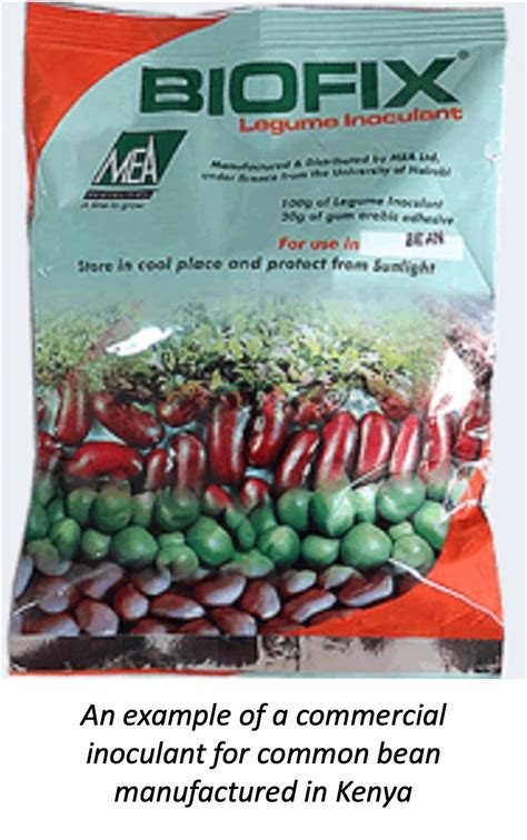 Seed Inoculation With Rhizobia