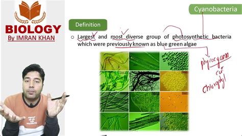 Characteristics Of Cyanobacteria Structure Function And Importance