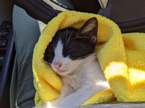 Tuxedo Kitten That Followed Me Home Today R Tuxedocats