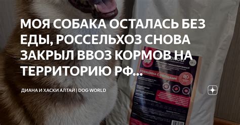 МОЯ СОБАКА ОСТАЛАСЬ БЕЗ ЕДЫ РОССЕЛЬХОЗ СНОВА ЗАКРЫЛ ВВОЗ КОРМОВ НА