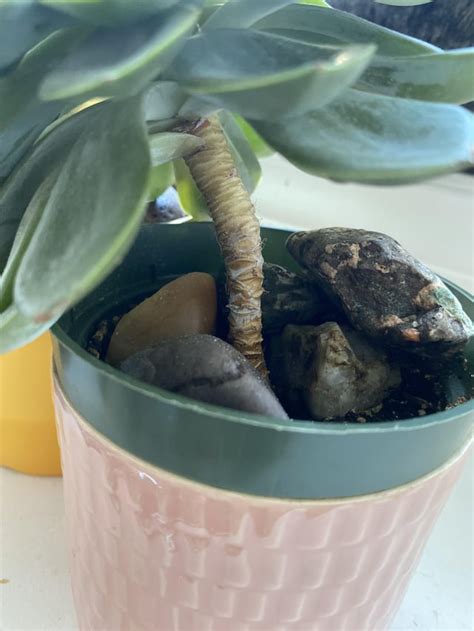 How To Replant This Succulent Rhouseplants