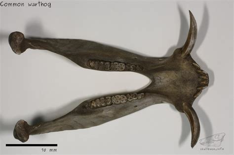 Common Warthog Male Skull Base