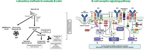 B Cell Assays Picoimmune Co
