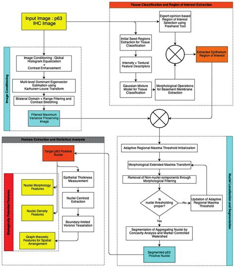 Framework For Analysis And Quantitative Feature Extraction From P63