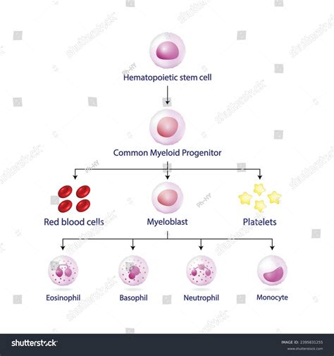 Hematopoiesis Cell Type Scheme Stem Cell Stock Vector Royalty Free