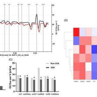 UVAinduced Photoaging Model Of NHEKs A Effect Of UVA Radiation Dose