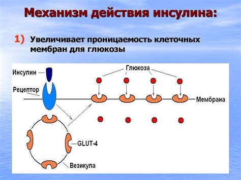 Распад углеводов Регуляция и патологии углеводного обмена