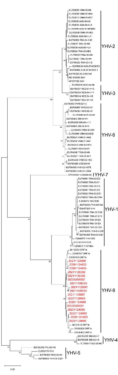 phylogenetic tree analysis of partial open reading frame 1b orf1b
