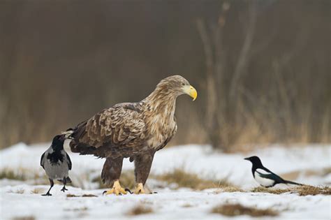 비행 장엄한 포식자 흰 꼬리 독수리 폴란드의 Haliaeetus Albicilla 야생 자연 0명에 대한 스톡 사진 및 기타