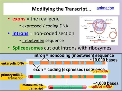 From Gene To Protein Chapter Ppt Download