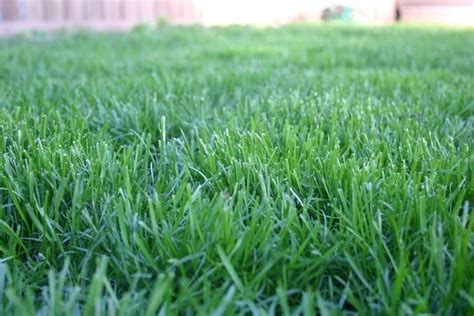 Kentucky Bluegrass Pawnee Buttes Seed Inc