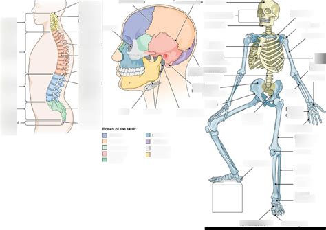 Ch 5 Skeletal System Cat150 Fina Diagram Quizlet