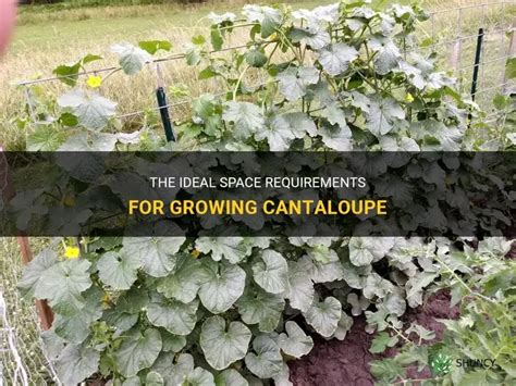 The Ideal Space Requirements For Growing Cantaloupe Shuncy