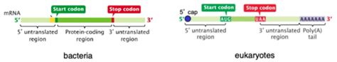 Molecular Genetic V6 Flashcards Quizlet