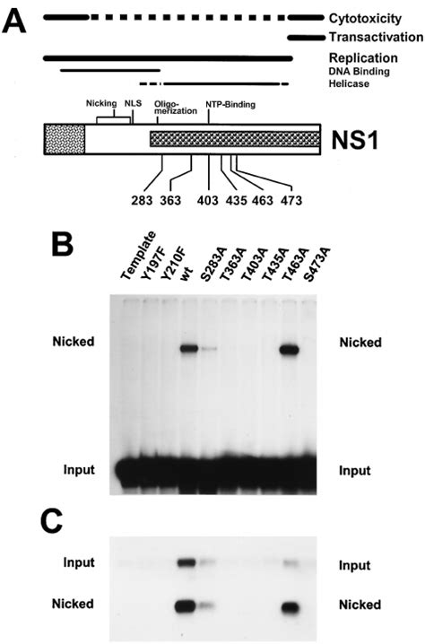 Effect Of Mutagenesis At Consensus Pkc Phosphorylation Sites On Ns1 Download Scientific Diagram