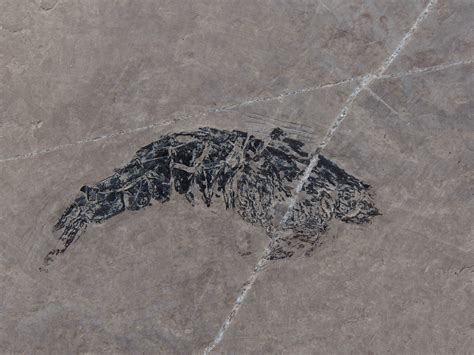 Crustaceans Collections The Fossil Forum