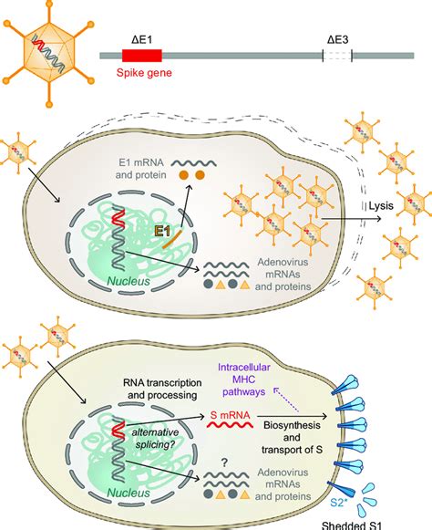 Adenovirus Vector