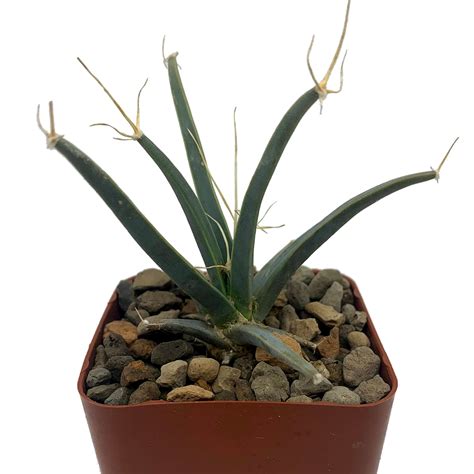 Leuchtenbergia Principis Agave Cactus