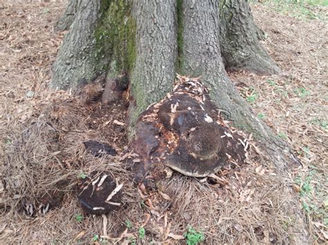 The Wandering Arborist Anatomy Of A Tree Failure