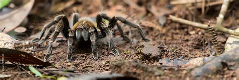 Amazonian Rainforest Tarantula Theraphosa Blondi Creeping Along The