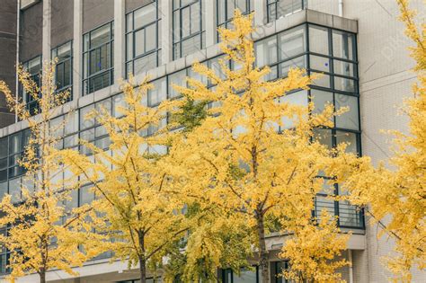 Teaching Building Ginkgo By The PSD Backgrounds Free Download Pikbest
