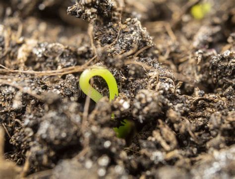 Sprouting Sprout Of Grass Macro Stock Image Image Of Seed Plant 208433901