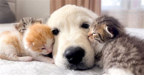 ゴールデンレトリバーの子犬に群がる子猫達。幸せそうに寄り添って、みんなで甘える姿が可愛すぎる ´艸`♡ エウレカ！