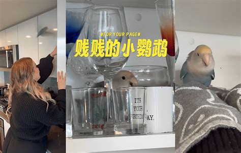 贱贱的小鹦鹉抓到了妈妈的致命弱点 🥛🦜 固执的daniel 固执的daniel 哔哩哔哩视频