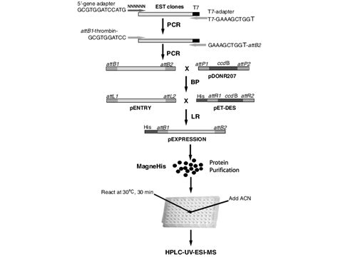 Flowchart For High Throughput Expression Puriwcation And Functional