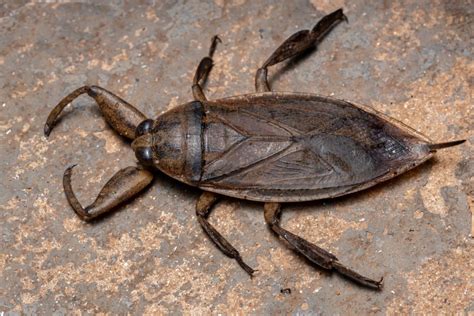 4 Types Of Water Bugs In Pools And What To Do About Them Bob Vila
