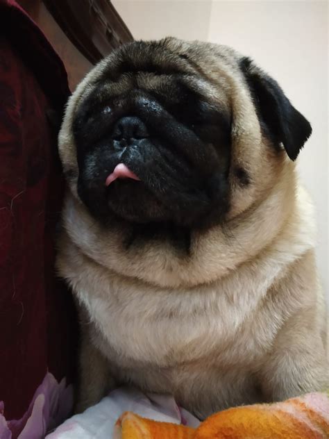 Bruno Doing The Bloop Raww