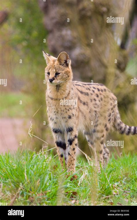 Serval Leptailurus Serval Stock Photo Alamy