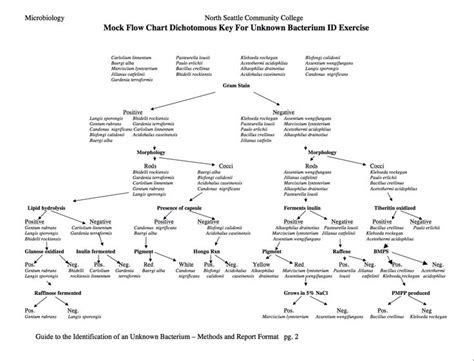 Pdfsidentifyingunknownbacterium Guidepdf