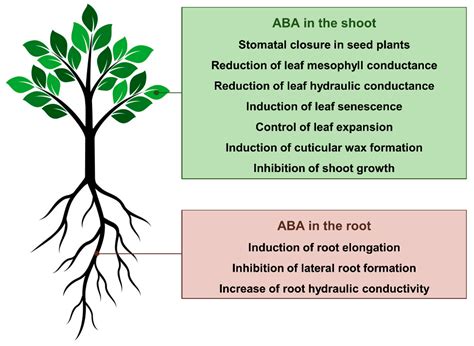 The Abscisic Acid Aba Pathways Affecting The Heat Response In Plants