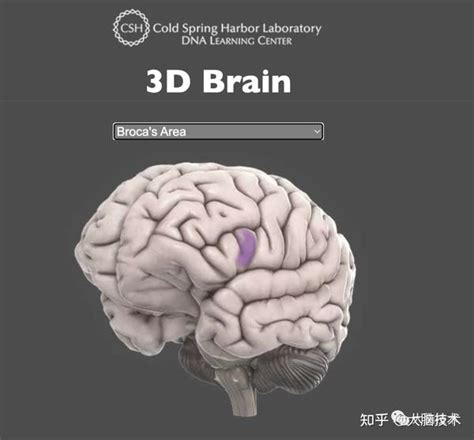一个免费的大脑脑区可视化网页 知乎
