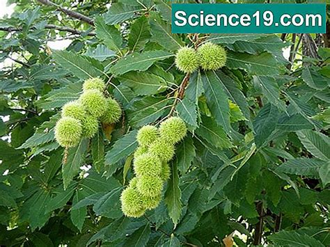 Защо са застрашени червените панди 💫 Научно Популярен Мултимедиен Портал 2025