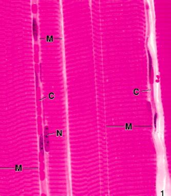 Muscle Microanatomy Flashcards Quizlet