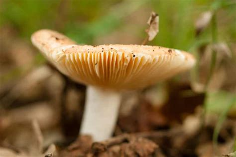 How To Get Rid Of Mushrooms Growing In Mulch Backyard University