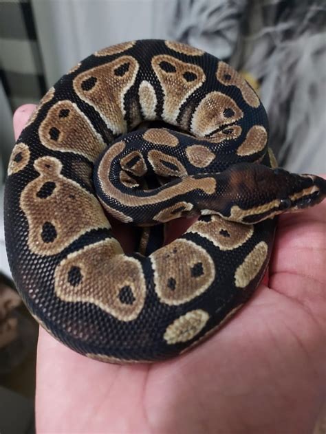 any idea what morph my girl is r ballpythonmorph