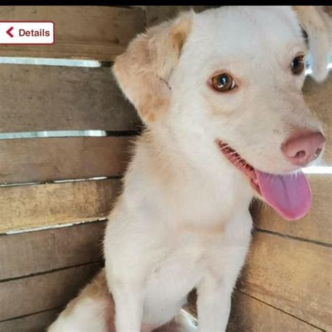 Fruma Inola Strays United E V