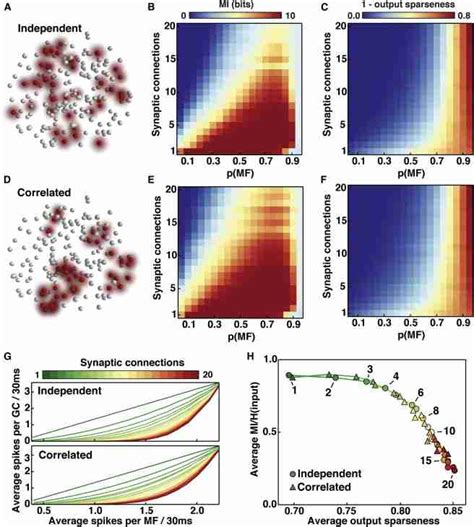 Sparse Encoding In Biologically Detailed Spiking Network Models With Download Scientific