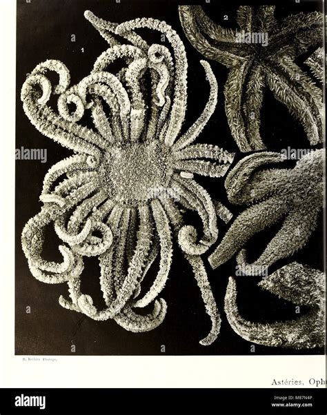 Echinodermes 1912 Focuses On Echinoderms Including Starfish