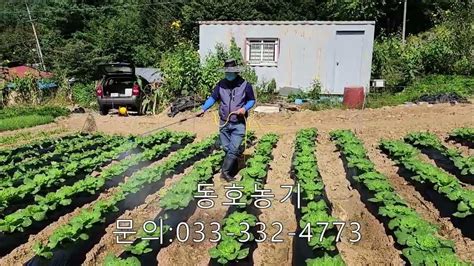 동호농기 Dc분무기 분무기 농약살포 제초제 텃밭 배터리분무기 Youtube