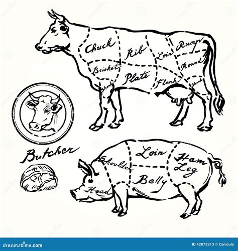 Pork And Beef Cuts Stock Vector Illustration Of Calf 42073213