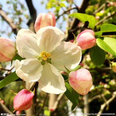 海棠花开摄影图花草生物世界摄影图库昵图网