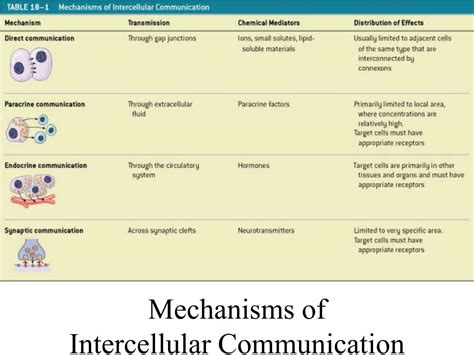 Ppt The Endocrine System Powerpoint Presentation Free Download Id