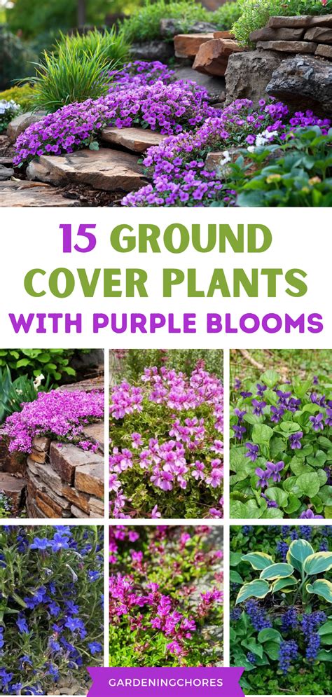 Evergreen Shade Perennial Plants