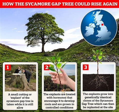The Rebirth Of The Sycamore Gap Tree Delighted Scientists Confirm