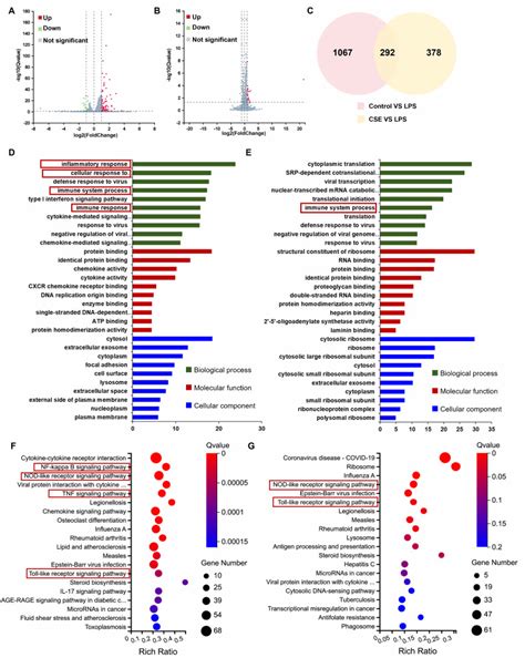 Cordyceps Sinensis Reduces Inflammation And Protects Beas 2b Cells From